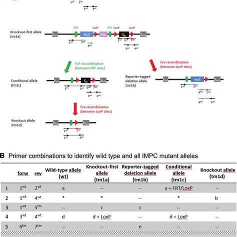 Pdf Optimizing Pcr For Mouse Genotyping Recommendations For Reliable