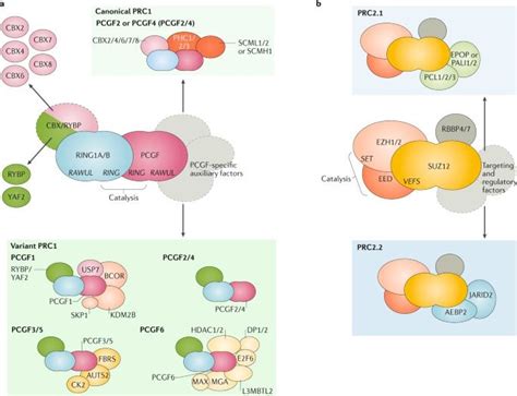 The Molecular Principles Of Gene Regulation By Polycomb Repressive Complexes Sciworld