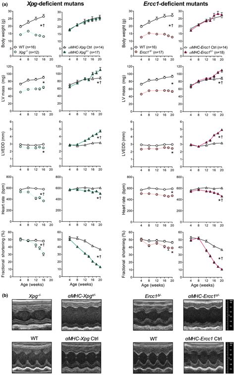 Impaired Dna Repair Resulted In Time‐dependent Deterioration Of Global
