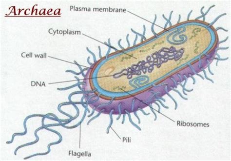 Difference Between Archaebacteria And Eubacteria Eubacteria Cell Biology Notes Cell Wall
