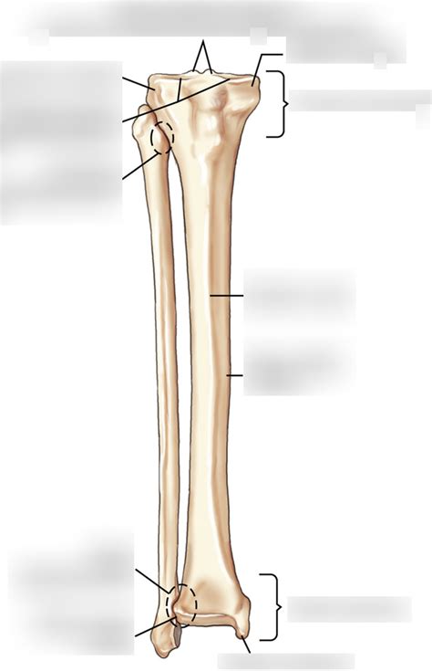 Tibia Anterior View Diagram Quizlet