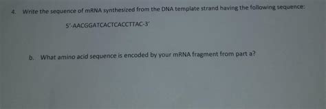 Solved Write The Sequence Of MRNA Synthesized From The Chegg Com