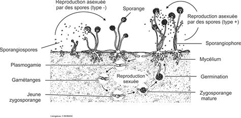 Rhizopus Sp · Biodidac