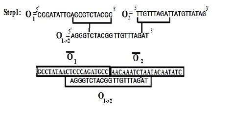 Step 1 Of Adleman S Experiment Download Scientific Diagram