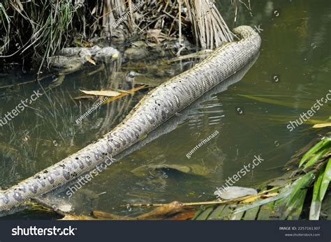 Boidae