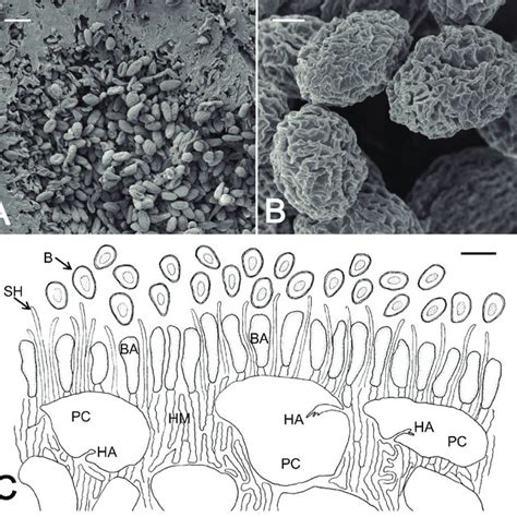 phylogeny of clinoconidium spp from lrdna sequence d1d2 by the