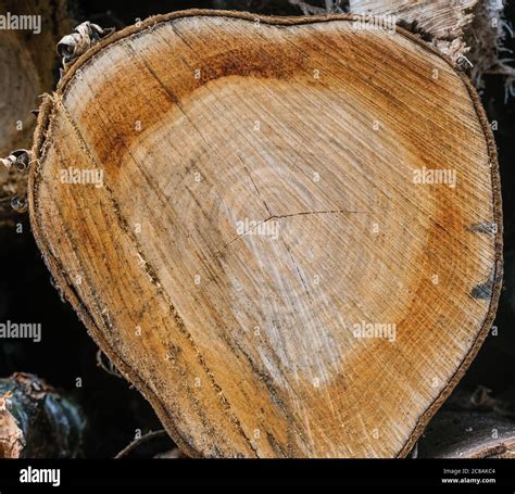 Cross Section Of Tree Trunk Stock Photo Alamy