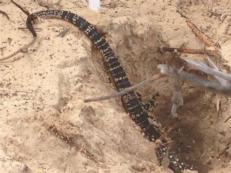 Marine Turtle Nest Relocation Predation And Population Survey Sandy