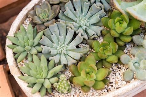 19 Amazing Plants With Waxy Leaves Smart Garden And Home
