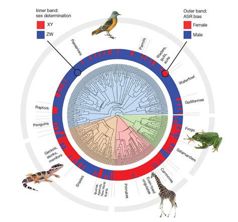 Comparative Project Hun Ren Pe Evolutionary Ecology Research Group University Of Pannonia