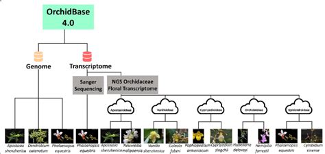 Organizational Structure Of OrchidBase 4 0 Web Pages The OrchidBase Download Scientific