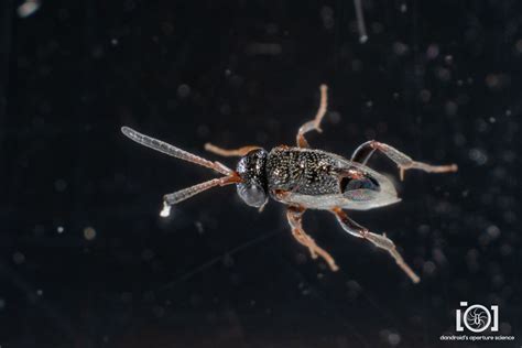 Evaniidae Ensign Wasps Identification Facts And Taxonomy