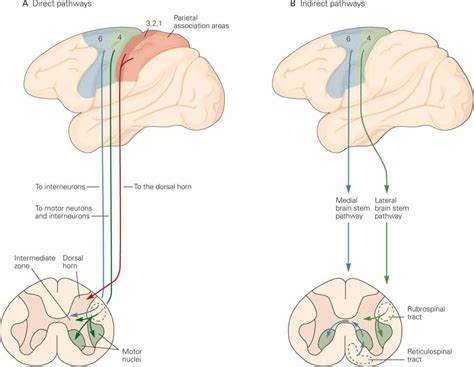 Lateral Premotor Area