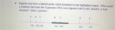 solved suppose you have a labeled probe which hybridizes to