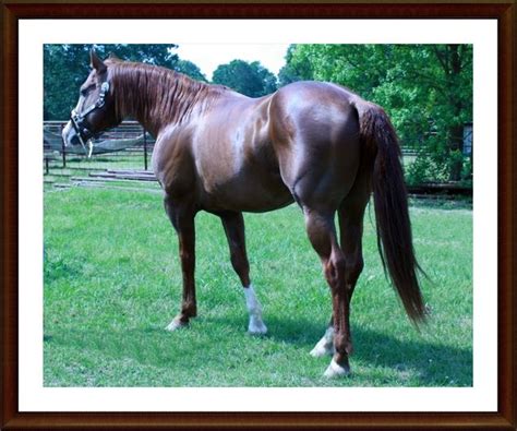 Royal King Zeke Royal King Zeke