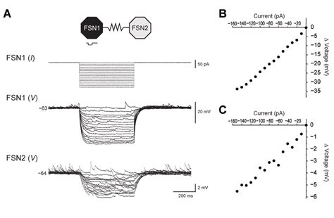 Rectification Of Voltage Responses To Hyperpolarizing Current Pulses In
