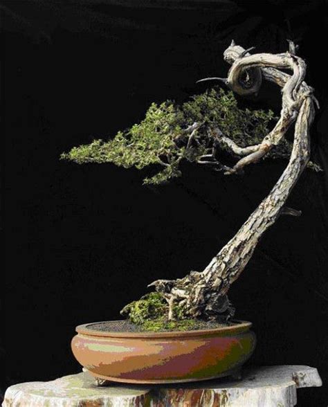 Literati Style Bunjin Bonsai Tree Types Bonsai Indoor Bonsai Tree
