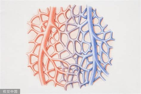 百科 你体内的血管有多长？可绕地球赤道两周半！ 血管 微动脉 动脉 新浪新闻