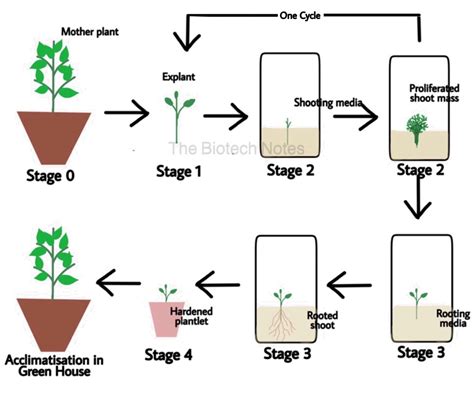 Micropropagation 2 The Biotech Notes