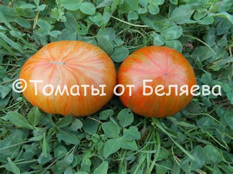 Томат Теннесси подходящий (Dwarf Tennessee Suited) • Описание, ОТЗЫВЫ ...