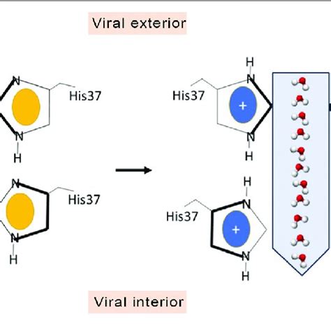 Schematic Representation Of The Shutter Mechanism In The Closed Download Scientific Diagram