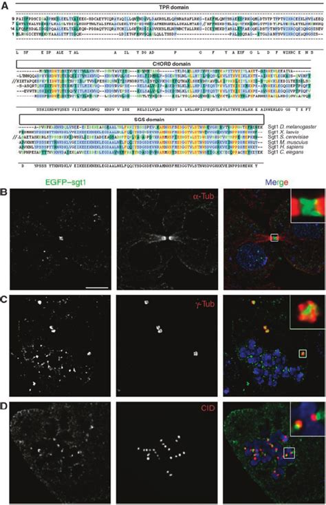 identification of sgt1 in drosophila and cellular localization in s2