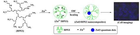 Polymers Free Full Text In Situ Preparation Of Amphibious Zno Quantum Dots With Blue
