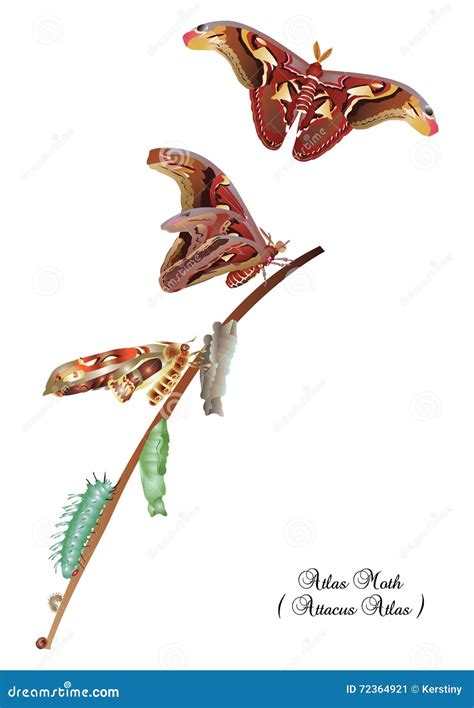 Moth Life Cycle