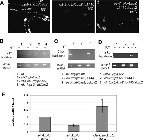 The Common Vector Backbone Sequence Plays A Role In L4440 Dependent