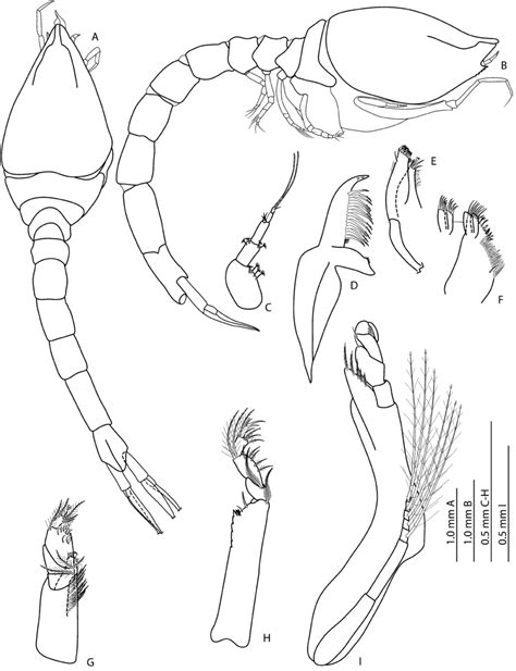 Cyclaspis Zealandiaensis N Sp Holotype Ovigerous Female Niwa 80731