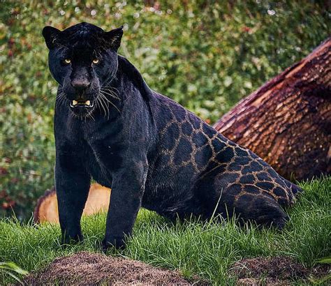 Black Wild Cat Domestic