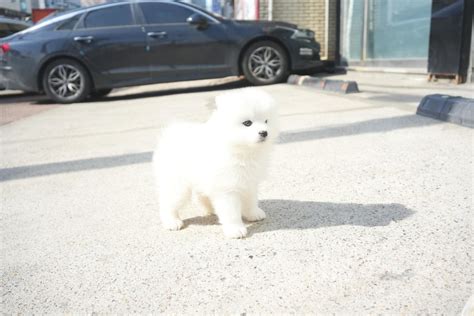 사모예드분양 골든리트리버분양 사모예드분양 라브라도리트리버분양 도베르만분양 사모예드분양 골든리트리버분양 사모예드분양 라브라도리트리버분양 도베르만분양