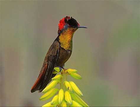 Ruby Topaz Hummingbird Birds Of Colombia