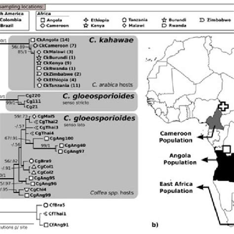 a 50 majority rule bayesian ml tree with the concatenated three gene