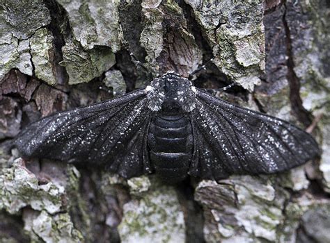 Directional Selection Peppered Moth