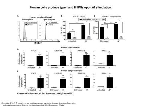 Human Cells Produce Type I And Iii Ifns Upon Af Stimulation Ppt Download