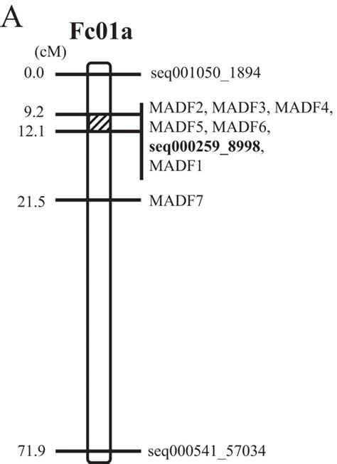 Correction Corrigendum Identification Of Ran1 Orthologue Associated With Sex Determination