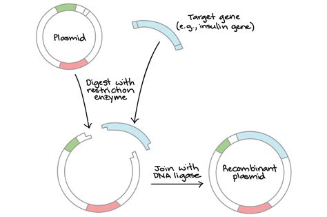 overview dna cloning article khan academy dna cloning recombinant