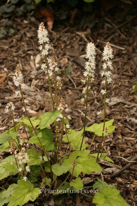 Tiarella Wherryi Plantentuin Esveld