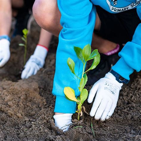 Miyawaki Urban Tiny Forest Project South Padbury Primary School
