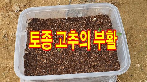 토종 고추의 부활 고추 육묘장 만들기의 모든 것 토종 고추 고추 재배 비닐하우스 채소 육묘 Youtube