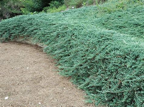 10 Creeping Plants For Your Garden