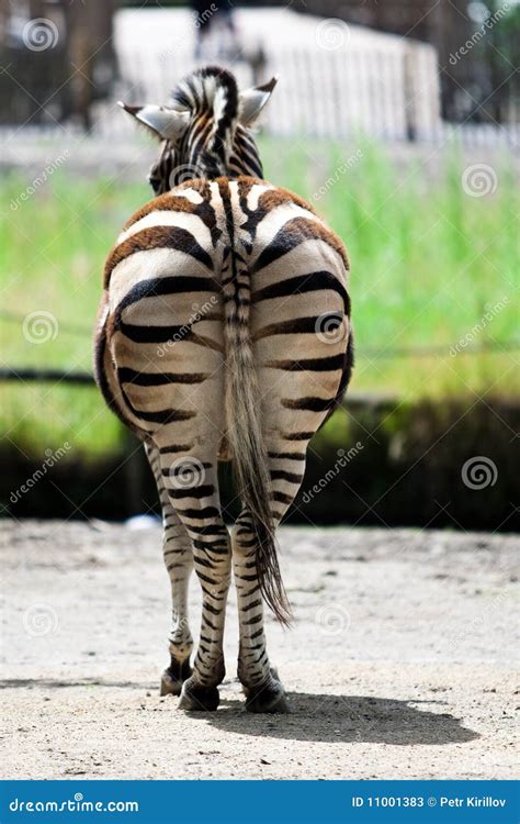 Zebra From The Back View Royalty Free Stock Photography CartoonDealer Com