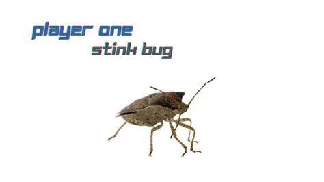 Stink Bug Vs Triatomine Bugs Key Facts School Of Bugs
