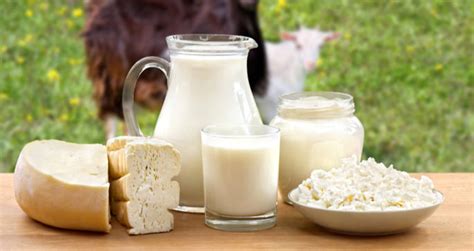 Susu Kambing Vs Susu Sapi Nabawi Herba Distributor Herbal Grosir