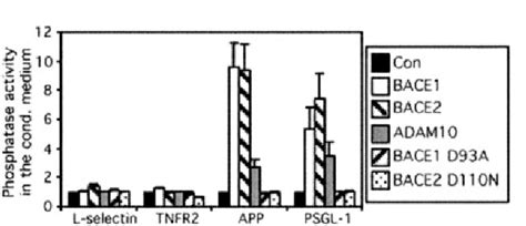 Figure 1 From The Cell Adhesion Protein P Selectin Glycoprotein Ligand 1 Is A Substrate For The