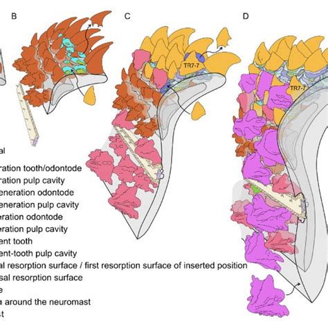 Odontode Development And Gnathostome Phylogeny A Schematic
