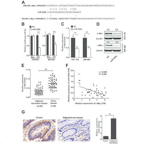 Mir 320b Down Regulates C Myc Expression In Crc Cells A Wild Type Wt