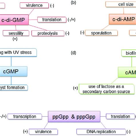 Pdf Nucleotide C Di Gmp C Di Amp Cgmp Camp Pppgpp Signaling In