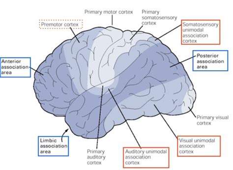 Nsci 2100 Cerebral Cortex And Thalamus Ii Flashcards Quizlet